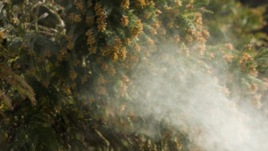 Cedar fever season begins in Texas - Texas A&M Forest Service