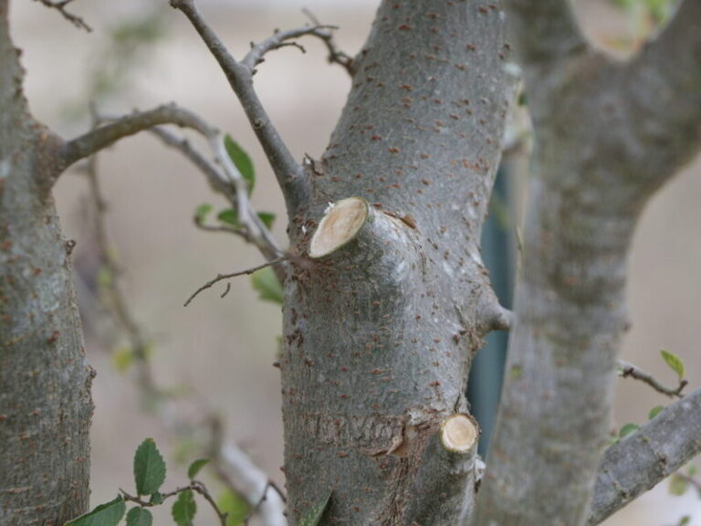 Pruning Young Trees - Texas A&M Forest Service
