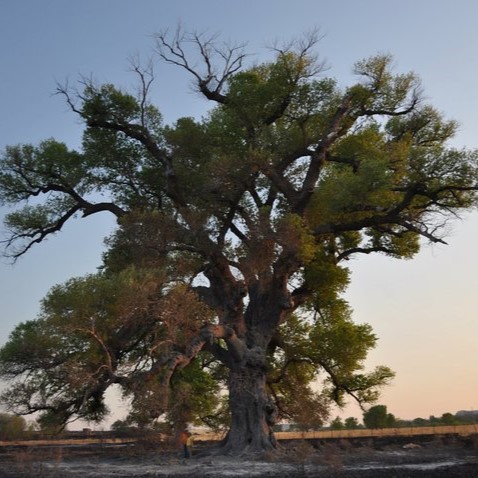 Famous Trees of Texas - Everything is Bigger - Texas A&M Forest Service