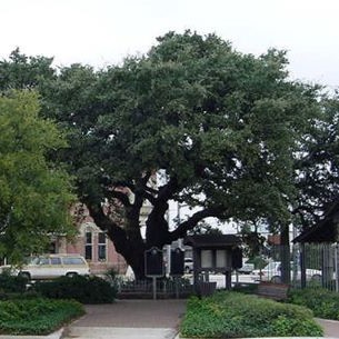 Famous Trees of Texas - 254 - Texas A&M Forest Service
