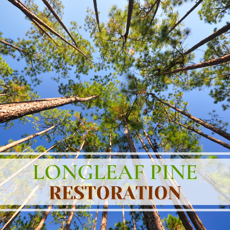 Funding Available for Longleaf Pine Restoration - Texas A&M Forest Service