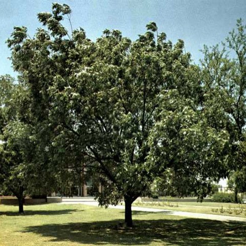 Famous Trees of Texas - Our State Tree - Texas A&M Forest Service