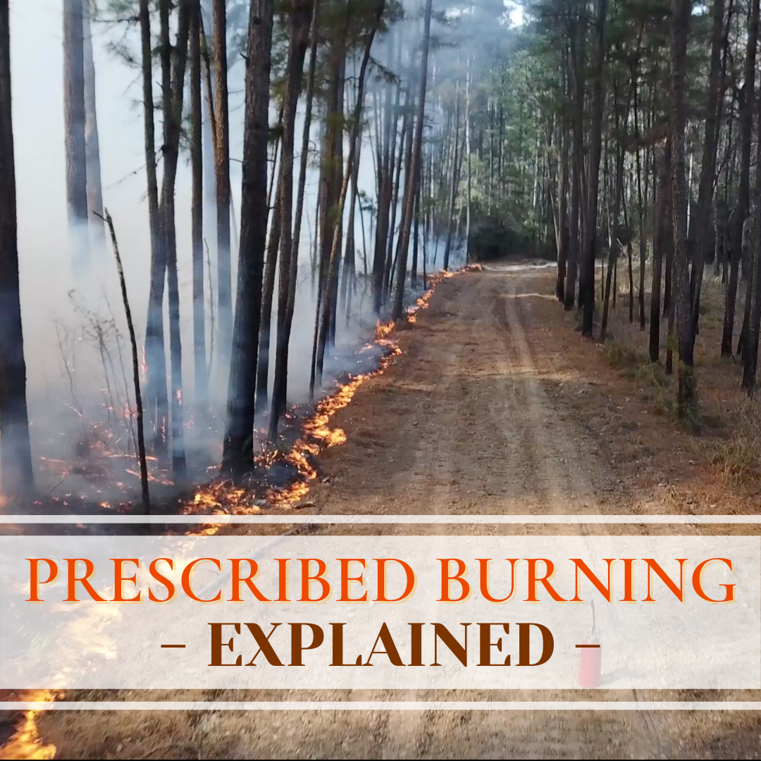 Prescribed Burning - Explained - Texas A&M Forest Service