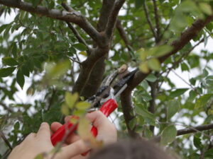 Pruning Young Trees - Texas A&M Forest Service
