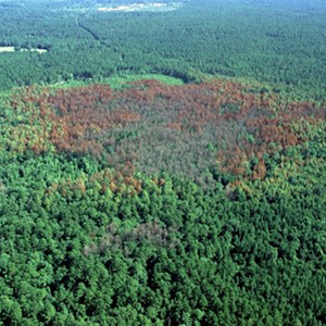 Funds may be available for landowners who help prevent Southern Pine ...