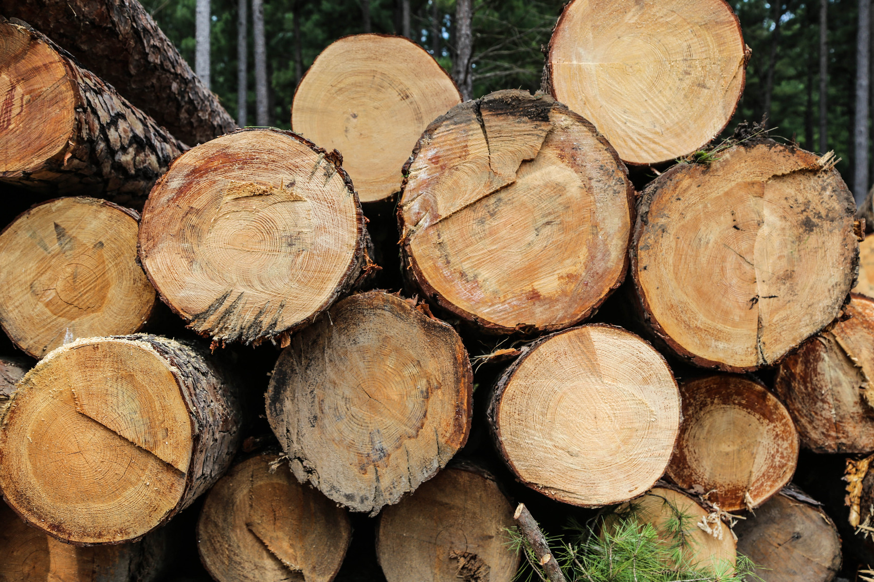 Timber Theft Archives - Texas A&M Forest Service