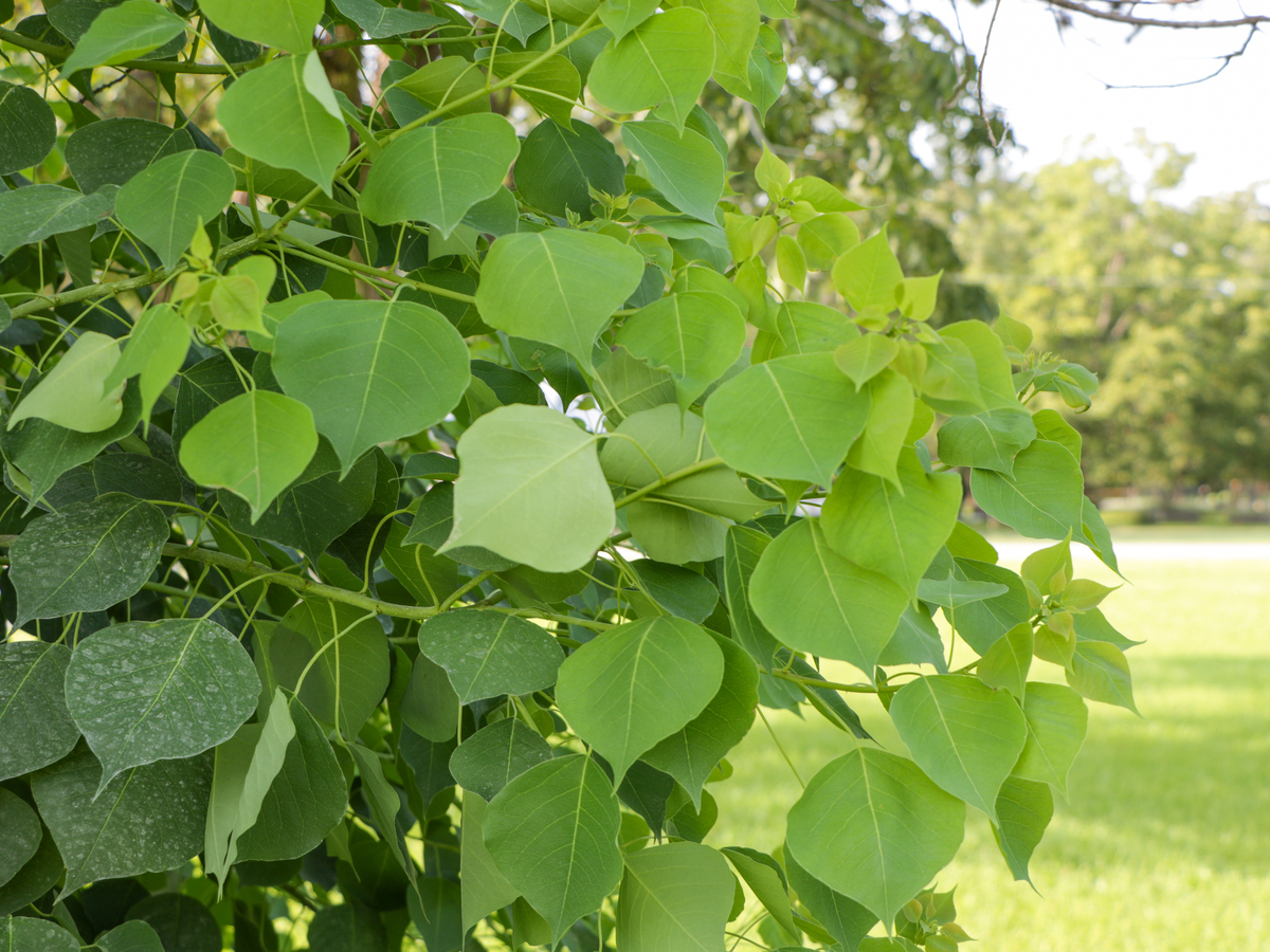 Chinese Tallow - Texas A&M Forest Service
