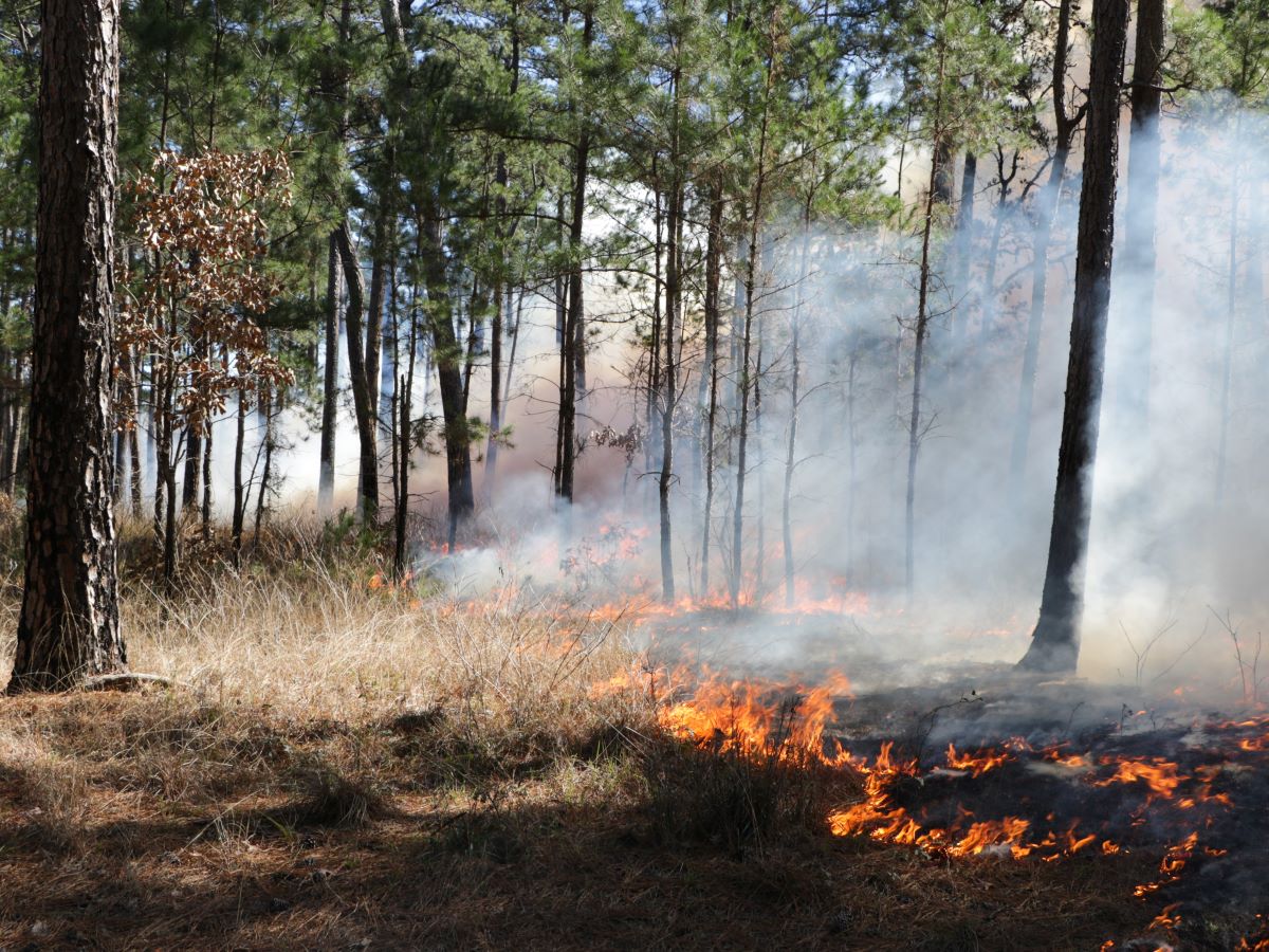 Prescribed Fire Benefits - Texas A&M Forest Service